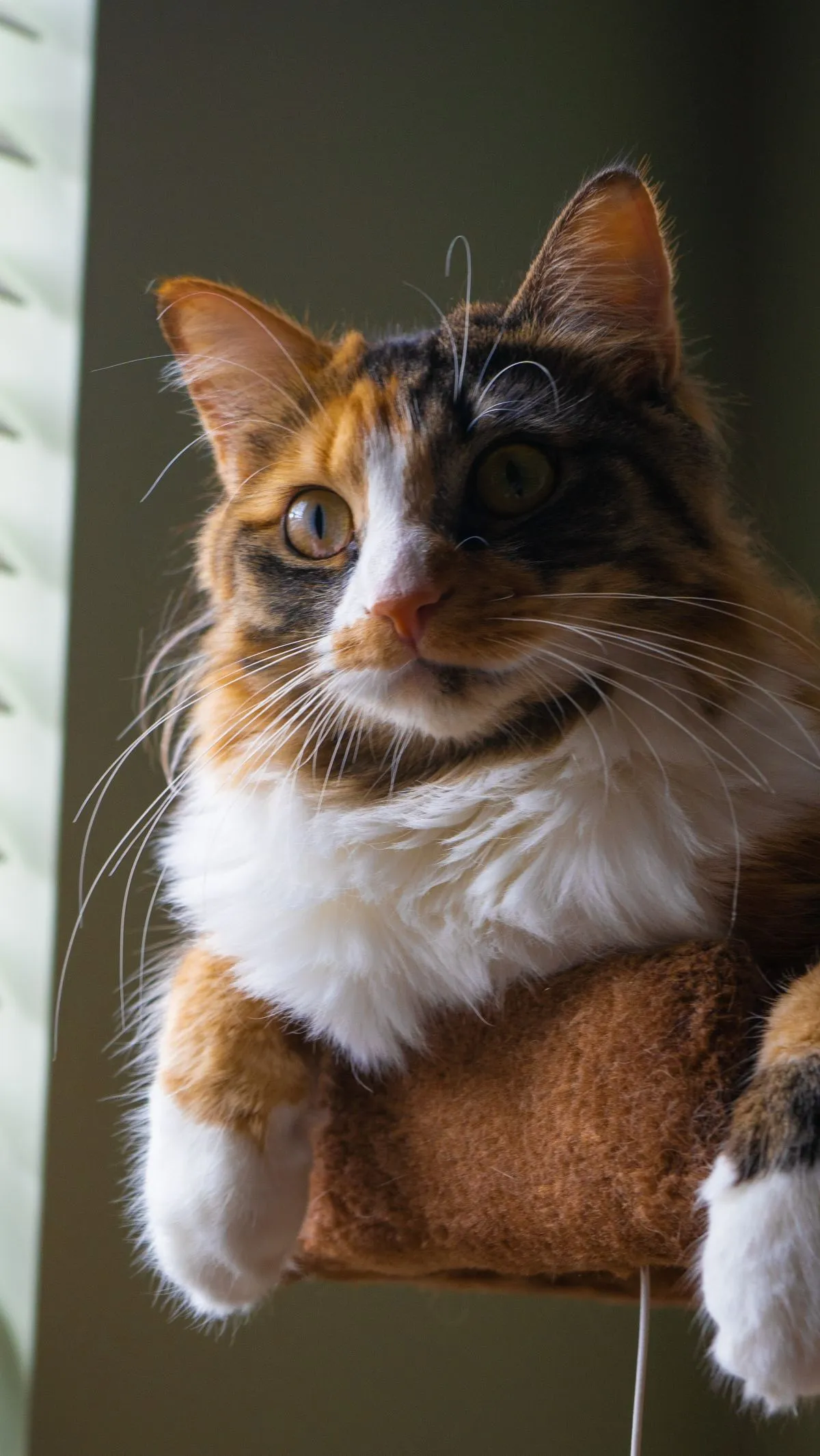 Berkenalan dengan Muezza, Kucing Istimewa dalam Agama Islam