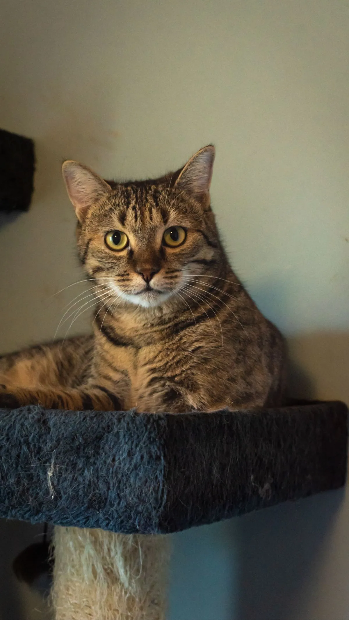 Berkenalan dengan Muezza, Kucing Istimewa dalam Agama Islam