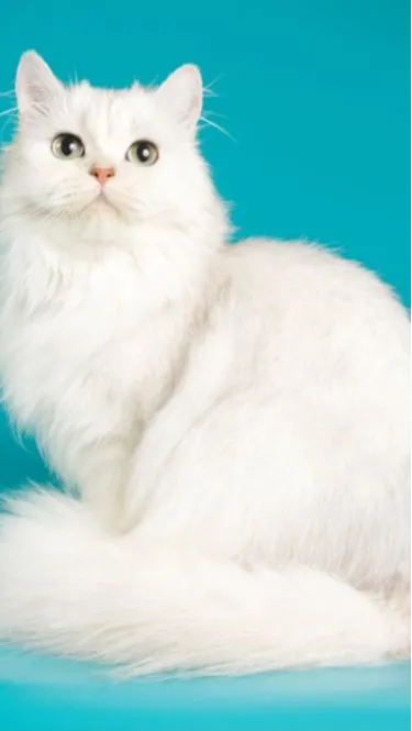 Berkenalan dengan Muezza, Kucing Istimewa dalam Agama Islam