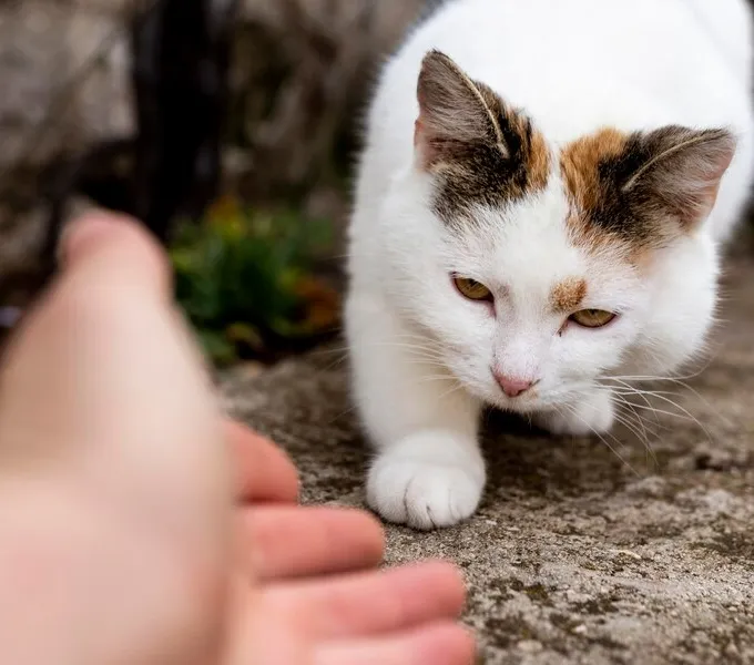 Berkenalan dengan Muezza, Kucing Istimewa dalam Agama Islam