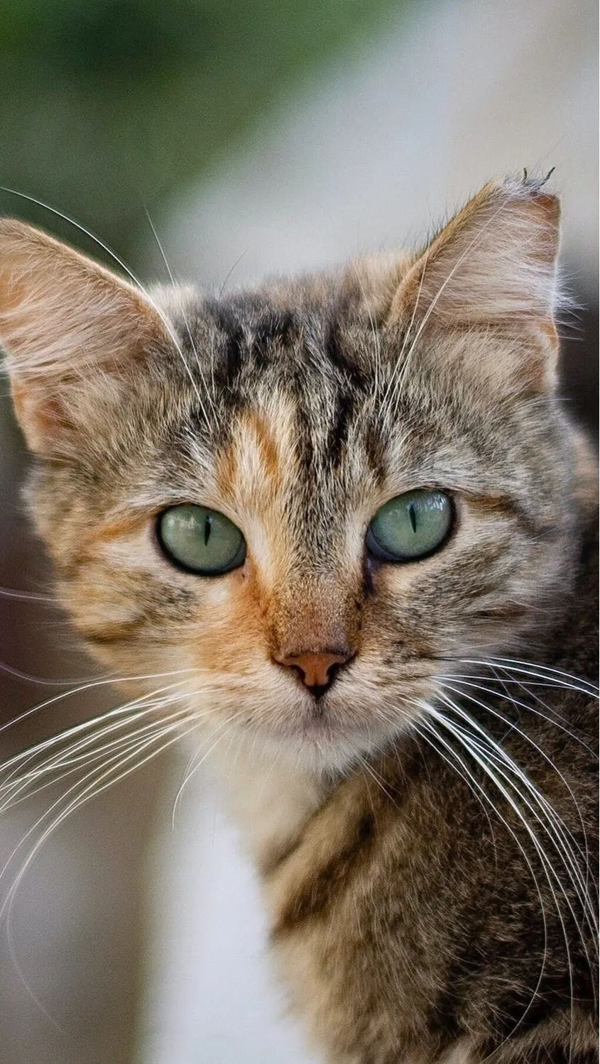 Berkenalan dengan Muezza, Kucing Istimewa dalam Agama Islam