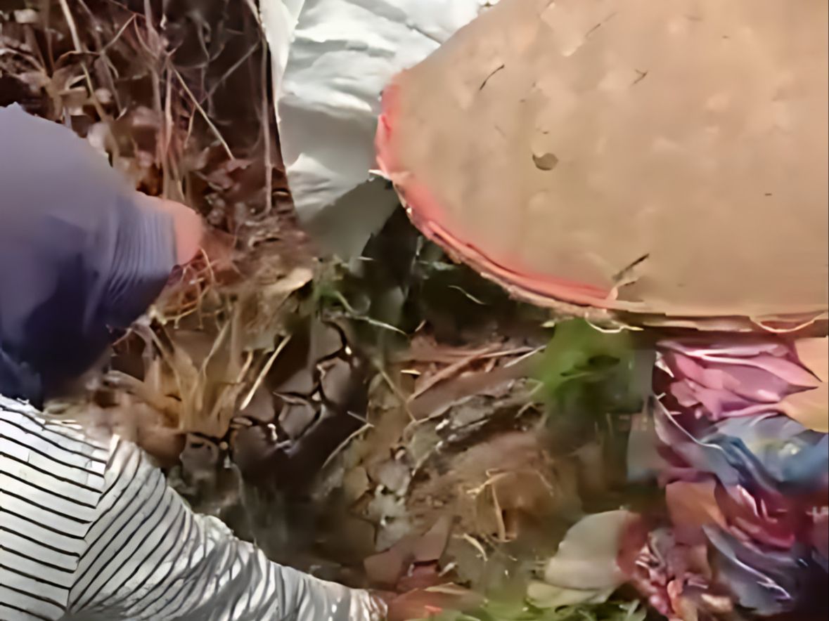 Viral! Aksi Berani Emak-Emak 'Ras Terkuat di Bumi' Tangkap Piton di Kebun Sawit, Netizen: 'Ular ...