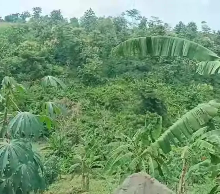 Kakek ini Keturunan Majapahit, Tinggal di Hutan Masih Pegang Teguh Pesan Leluhur