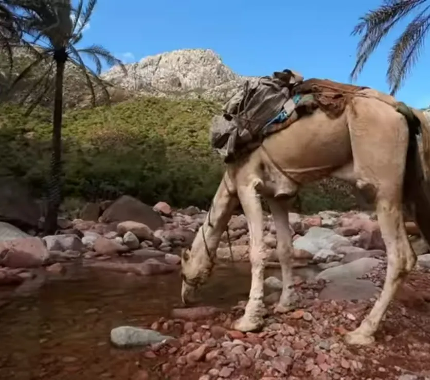 Socotra, Pulau Tempat Dajjal Dirantai Tuhan?