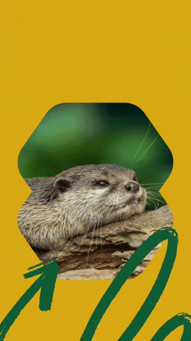 Fakta Otter Hewan Lucu yang Hobi Main