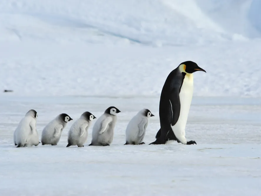 Kenapa Warna Penguin Hitam dan Putih?