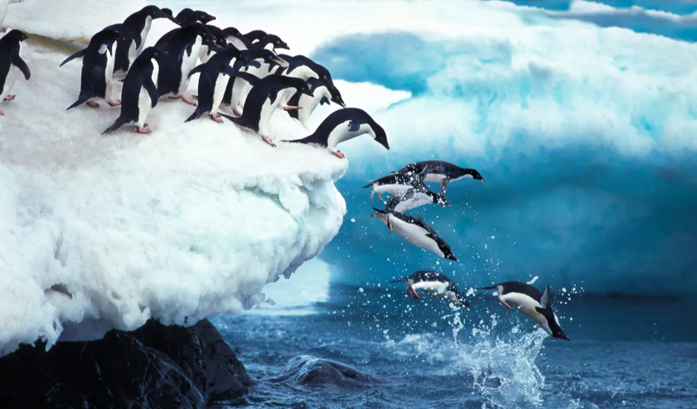Kenapa Warna Penguin Hitam dan Putih?