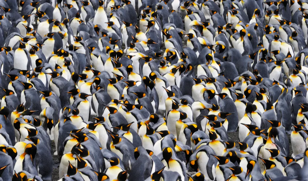 Kenapa Warna Penguin Hitam dan Putih?