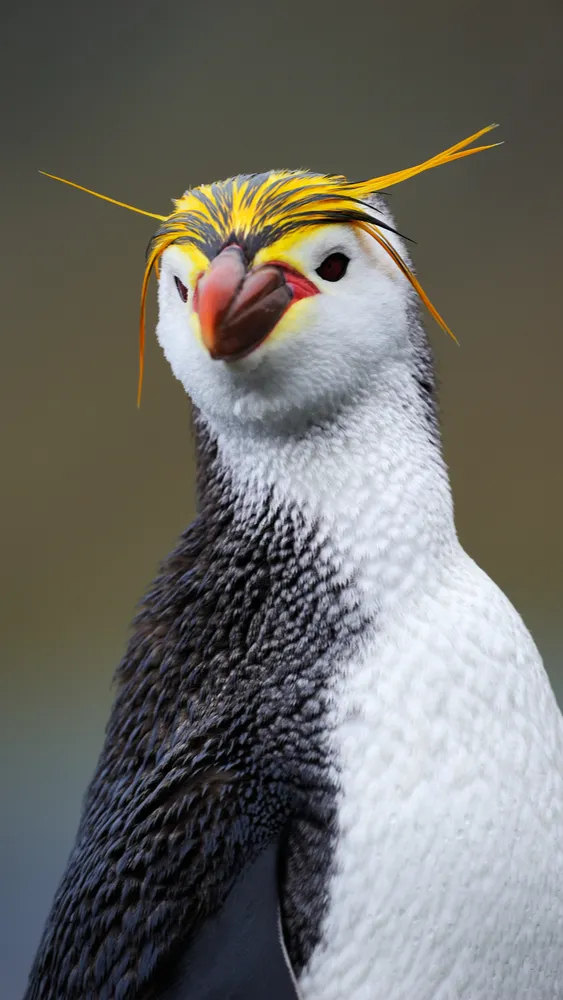 Kenapa Warna Penguin Hitam dan Putih?