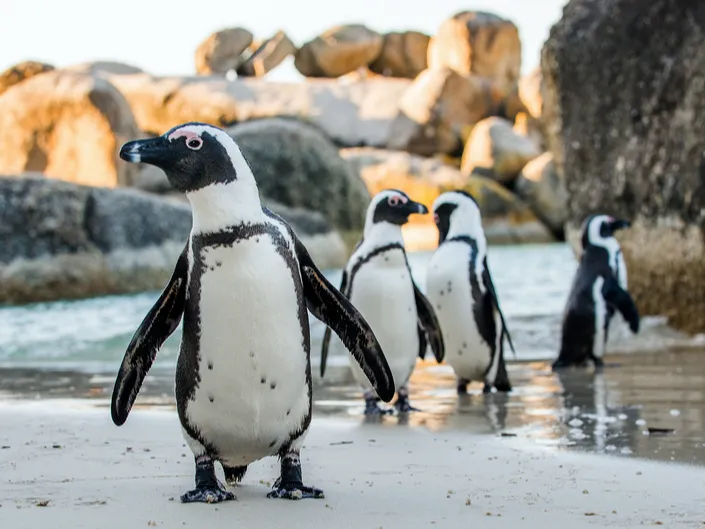 Kenapa Warna Penguin Hitam dan Putih?