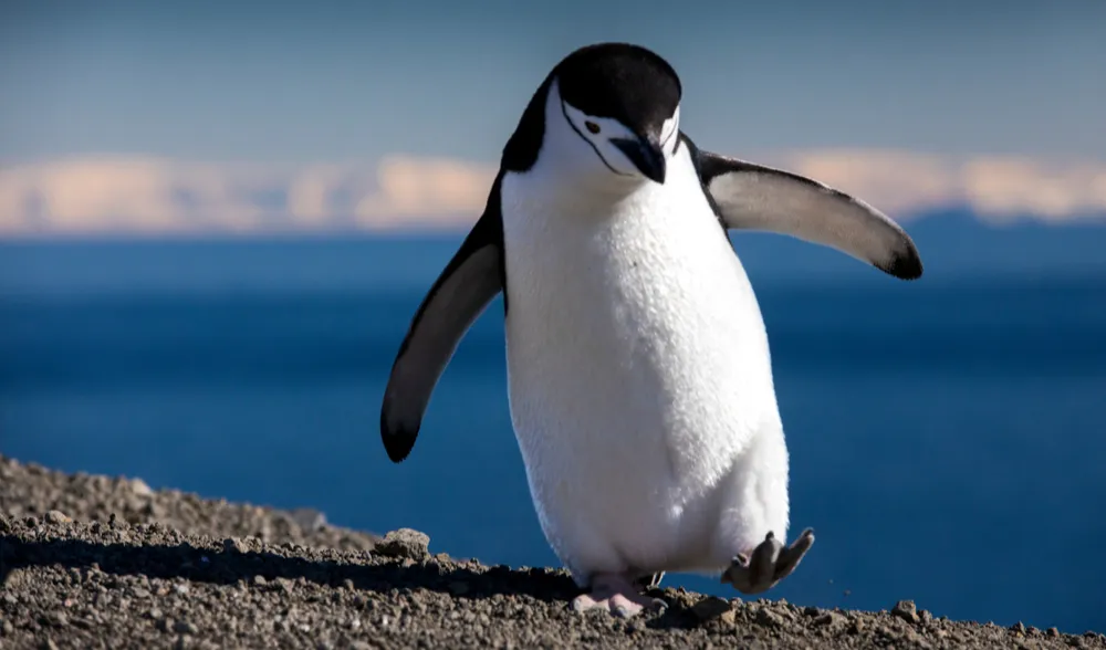 Kenapa Warna Penguin Hitam dan Putih?