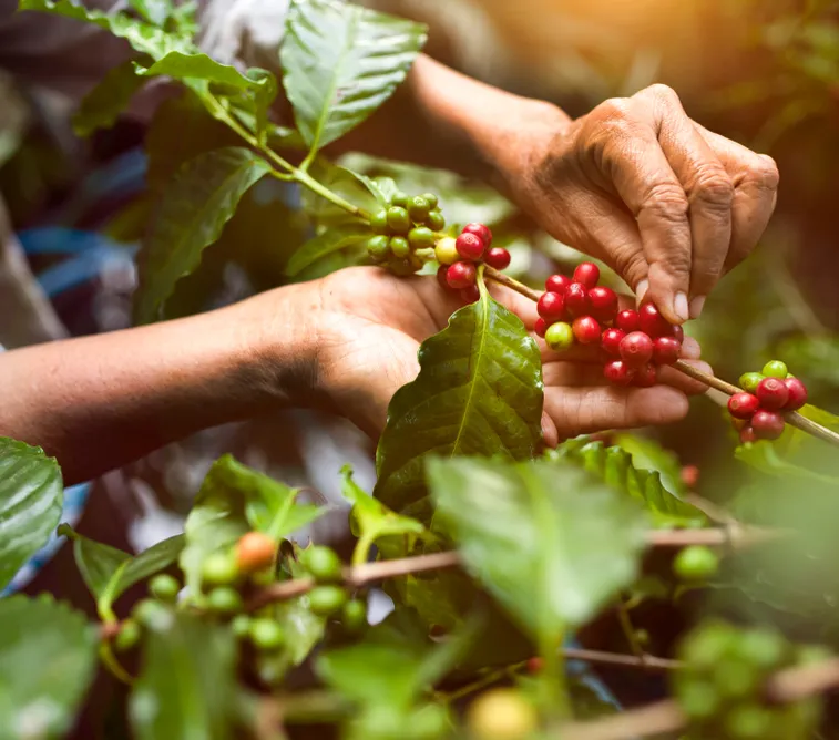 Sudah Ada Sejak Abad Ke-9, Ini Fakta Unik Kopi Arabika