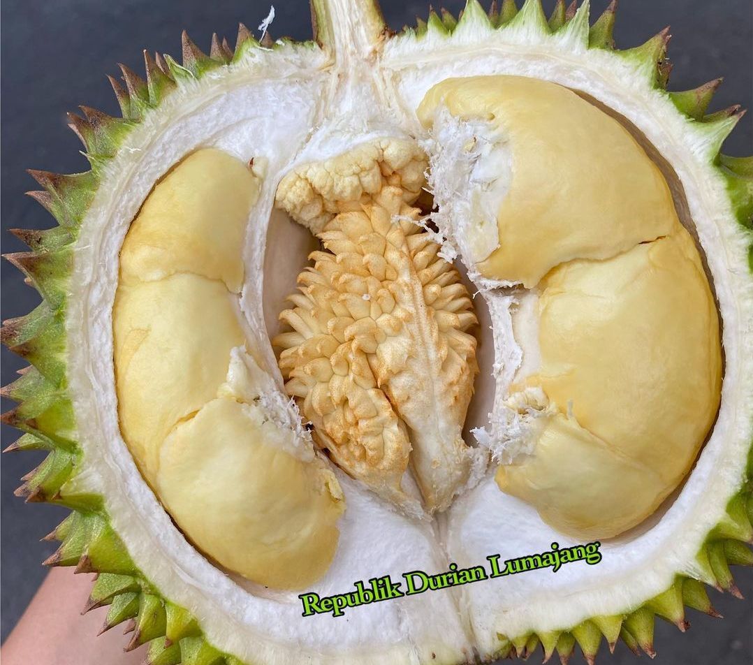 Potret Unik Durian Kembang Senduro Lumajang, Ada Bunga di Tengah Daging Buah