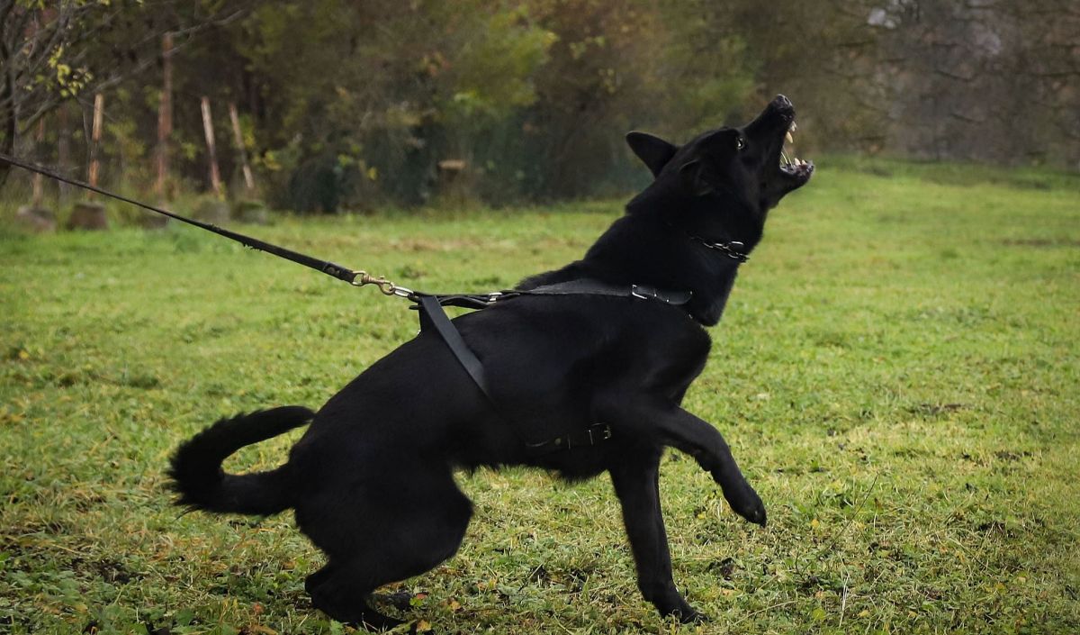 4 Cara Mencegah Rabies yang Penting Diketahui, Vaksin Hewan Peliharaan
