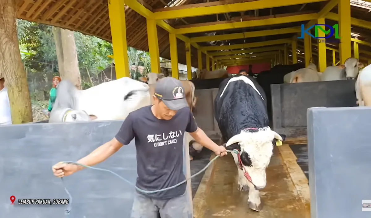 Mengenal Bargola, Sapi Kurban Jumbo Satu Ton Asal Lembur Pakuan Subang