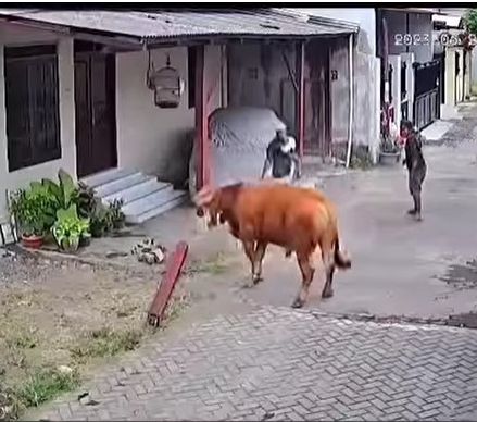 Viral Sapi Kurban Ngamuk di Yogyakarta, Seruduk Rumah dan Orang hingga Terpental