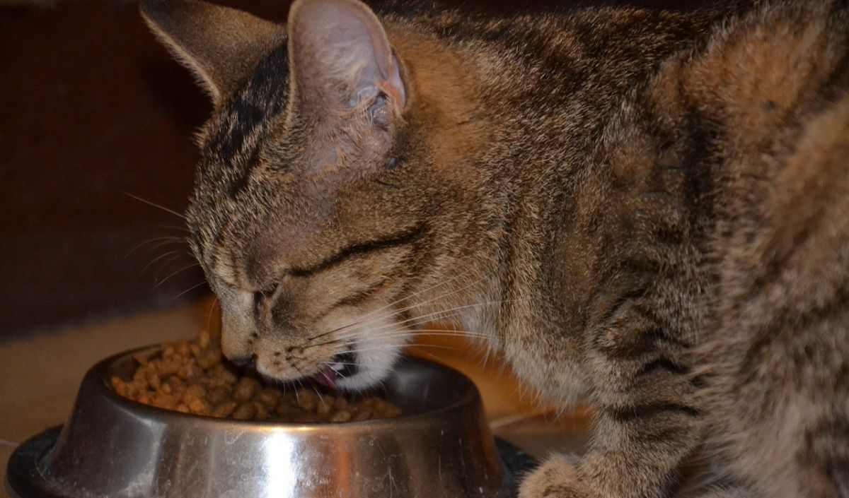 Jenis Makanan Kucing dan Karakteristiknya, Perhatikan Nutrisi dan Daya ...