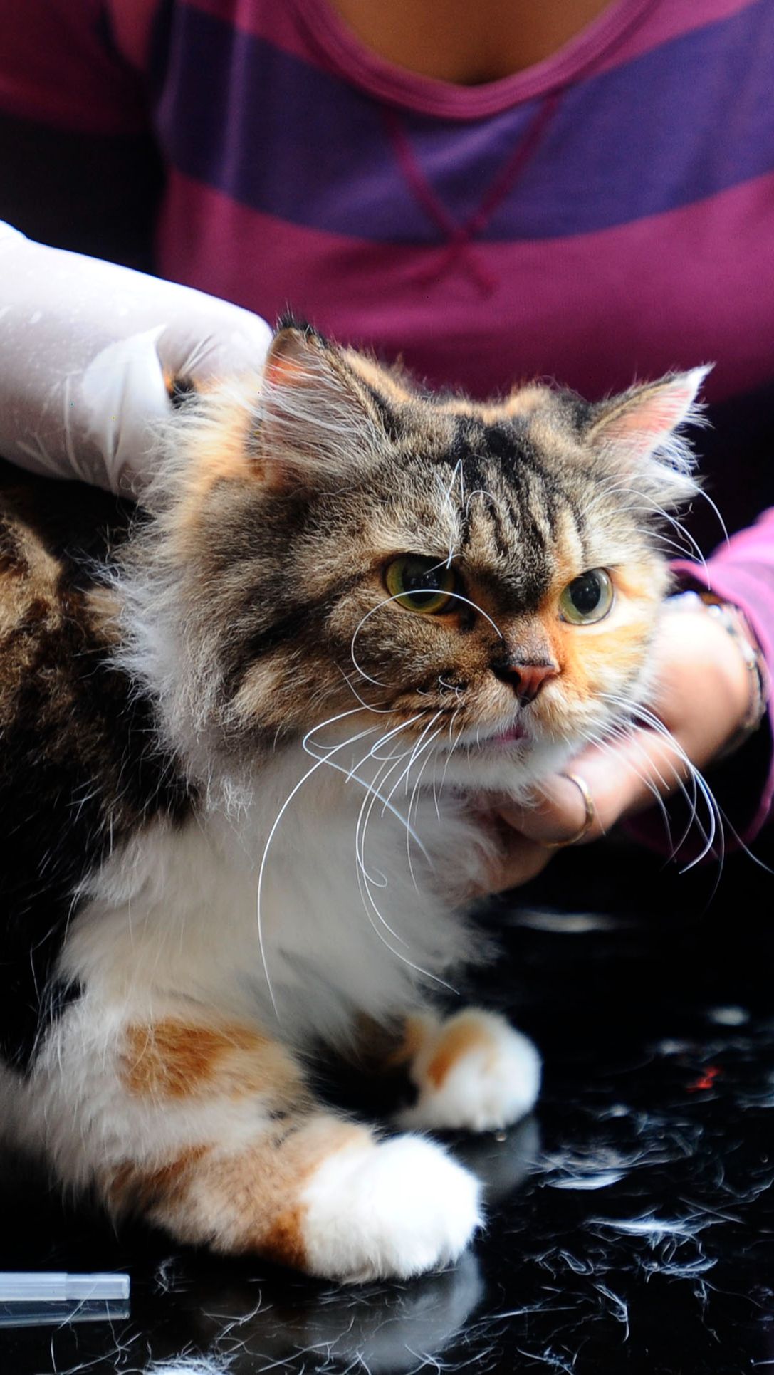 Minimalisir Risiko Rabies, Banyuwangi Vaksin Anjing dan Kucing di ...