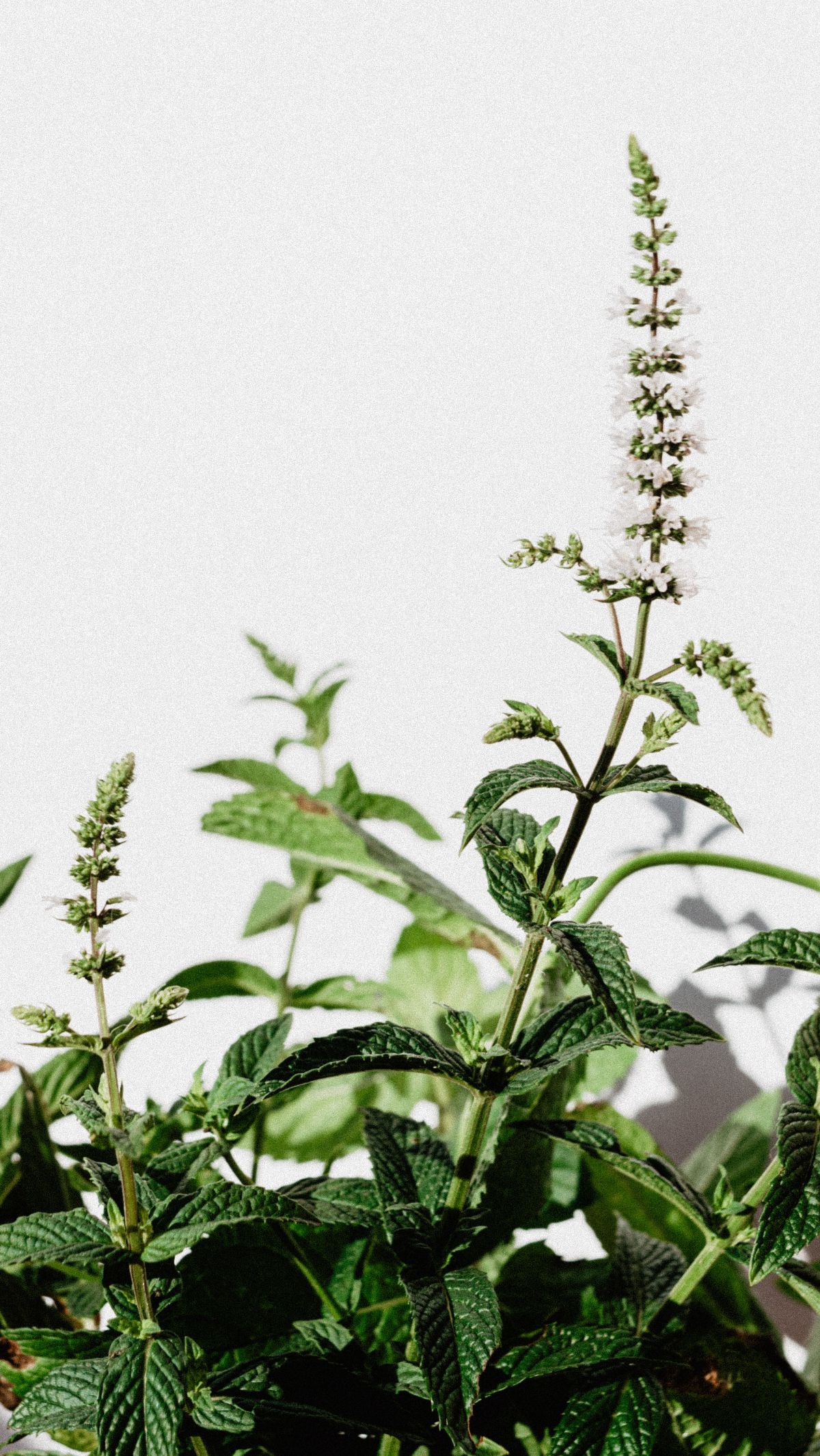 6 Rempah Aromatik dan Manfaatnya, Tak Hanya Sedapkan Masakan