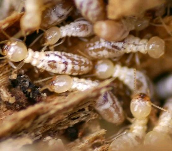 Banyumas Disebut Daerah Endemis Rayap, Ini Penjelasan Ahli Biologi ...