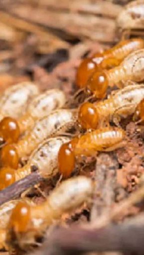Banyumas Disebut Daerah Endemis Rayap, Ini Penjelasan Ahli Biologi ...