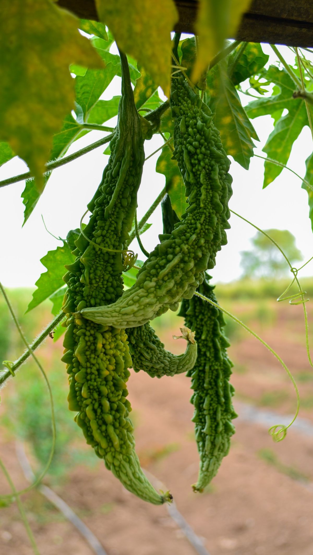 Manfaat Air Pare untuk Kesehatan, Turunkan Berat Badan Hingga Kadar ...