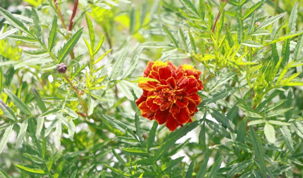 Peneliti Kembangkan Benih Bunga Gemitir Asli Bali, Impor Rp30 M per ...