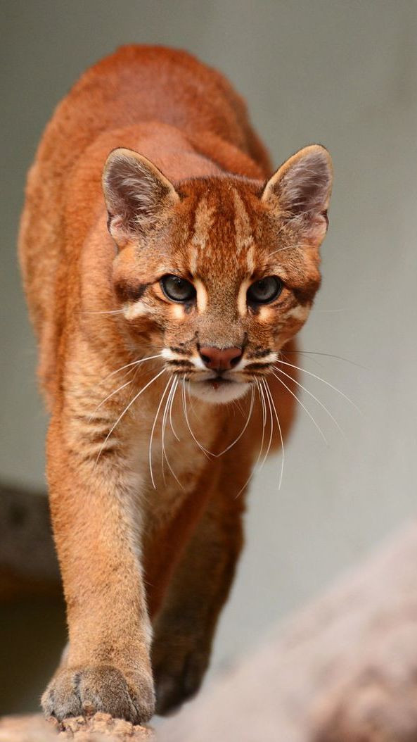 7 Kucing Liar Asal Indonesia Ini Langka dan Hampir Punah