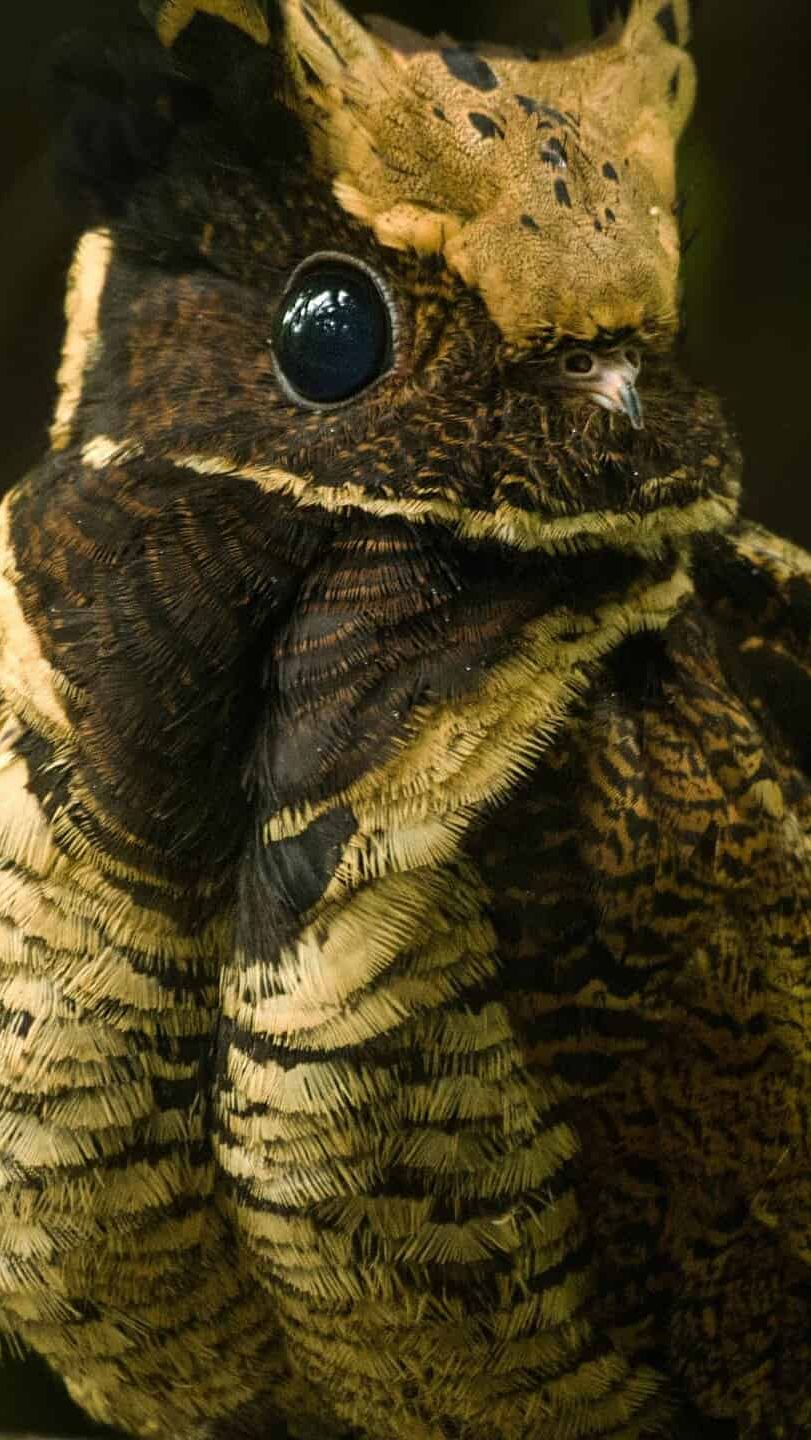 Burung Misterius Mirip Naga Ini Hanya Terbang Malam Hari, Sayapnya ...