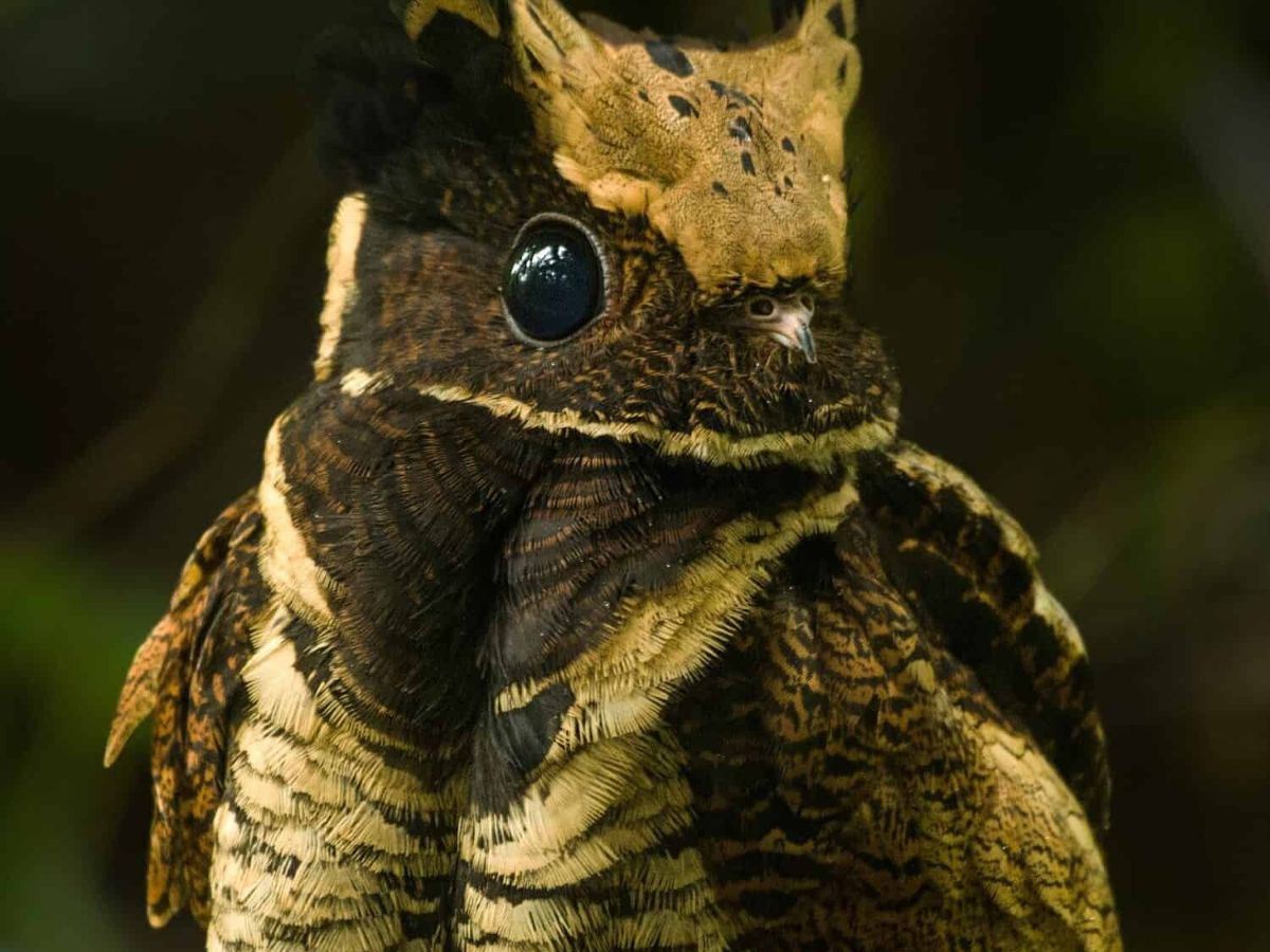 Burung Misterius Mirip Naga Ini Hanya Terbang Malam Hari, Sayapnya ...