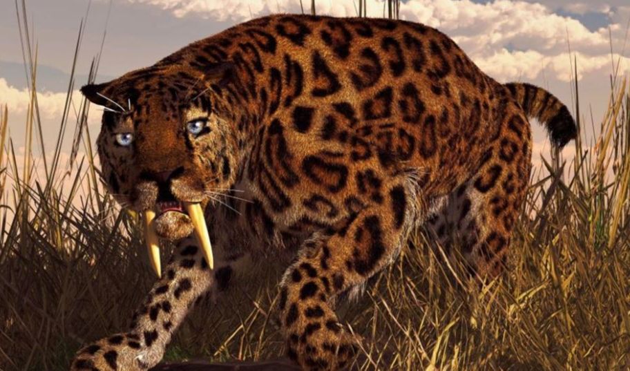 Ilmuwan Temukan Fosil Spesies Baru Kucing Bertaring Pedang, Hidup 5 ...