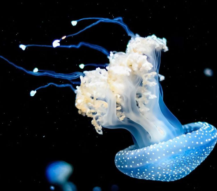 Misteri Laut Dalam Dunia Terkuak, Makhluk Penghuni di Palung Jawa ...