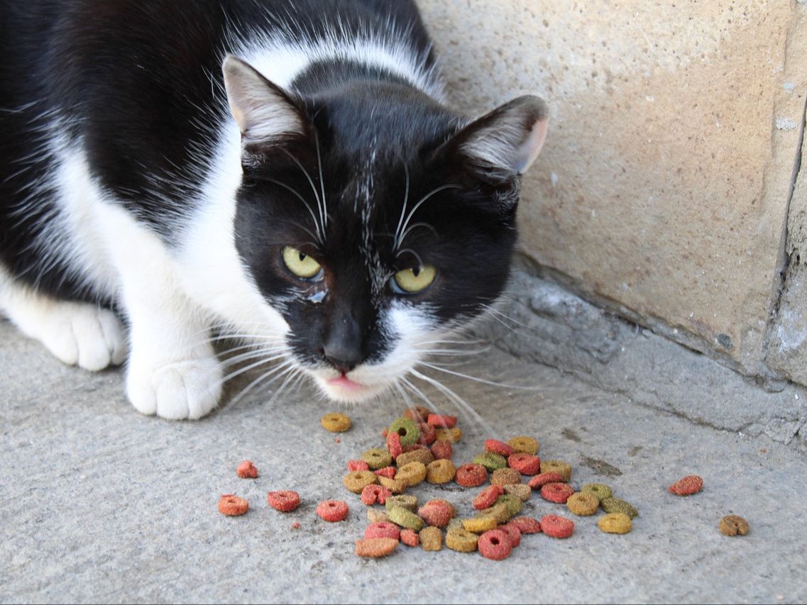 Penyebab Kucing Muntah Cacing, Periksa Konsumsi Makan dan Minumnya