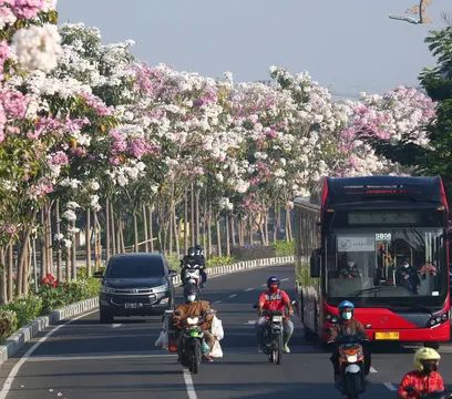 Cantiknya Bunga Tabebuya Mekar di Tepi Kota Surabaya, Jalan Jadi Romantis