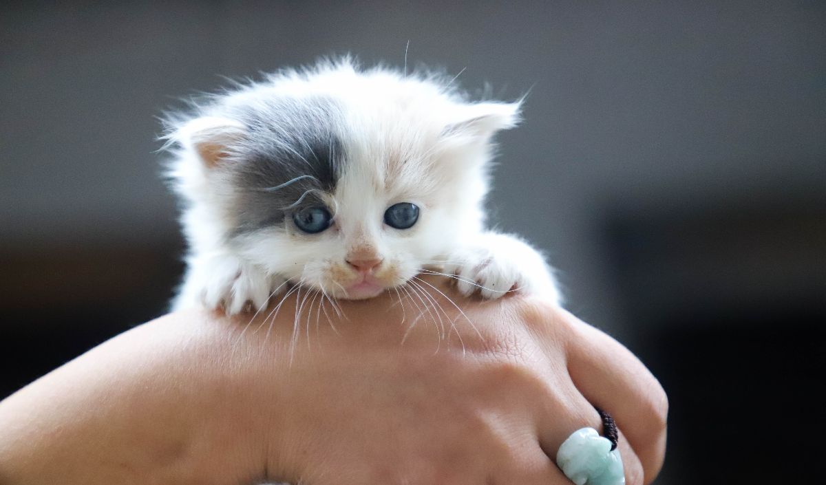 Penyebab Kucing Bisu dan Cara Mengatasinya, Perlu Diketahui