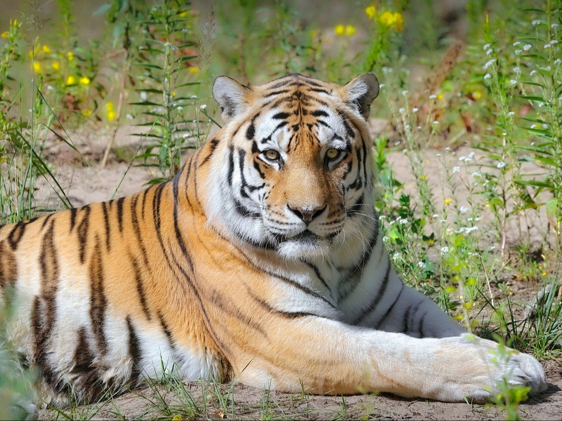 29 Juli Memperingati Hari Harimau Internasional, Lindungi dari Kepunahan