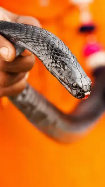 Women in India Hire Snake Charmers to Kill Boyfriends | trstdly.com
