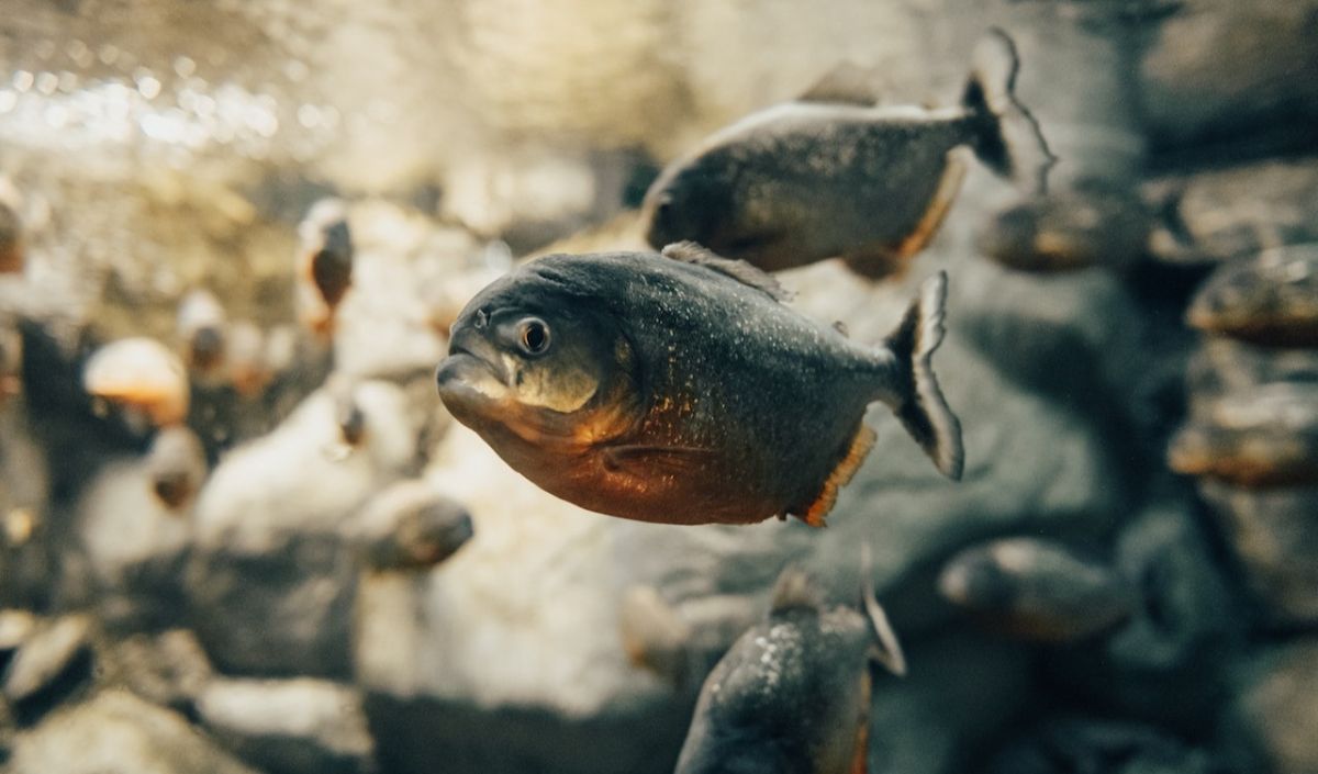 5 Fun Facts About Piranhas You That You Never Know | trstdly.com