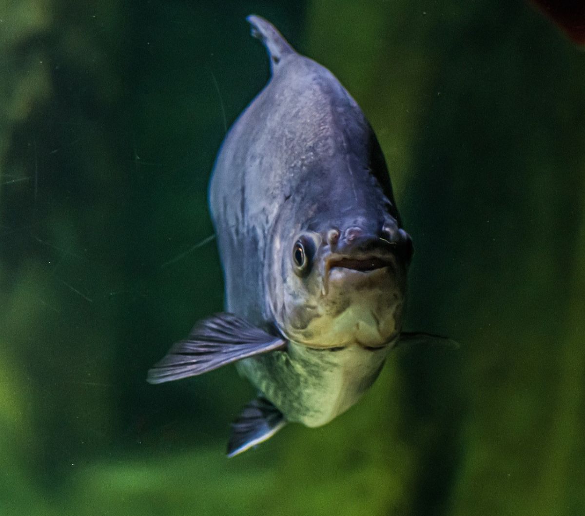 5 Fun Facts About Piranhas You That You Never Know | trstdly.com