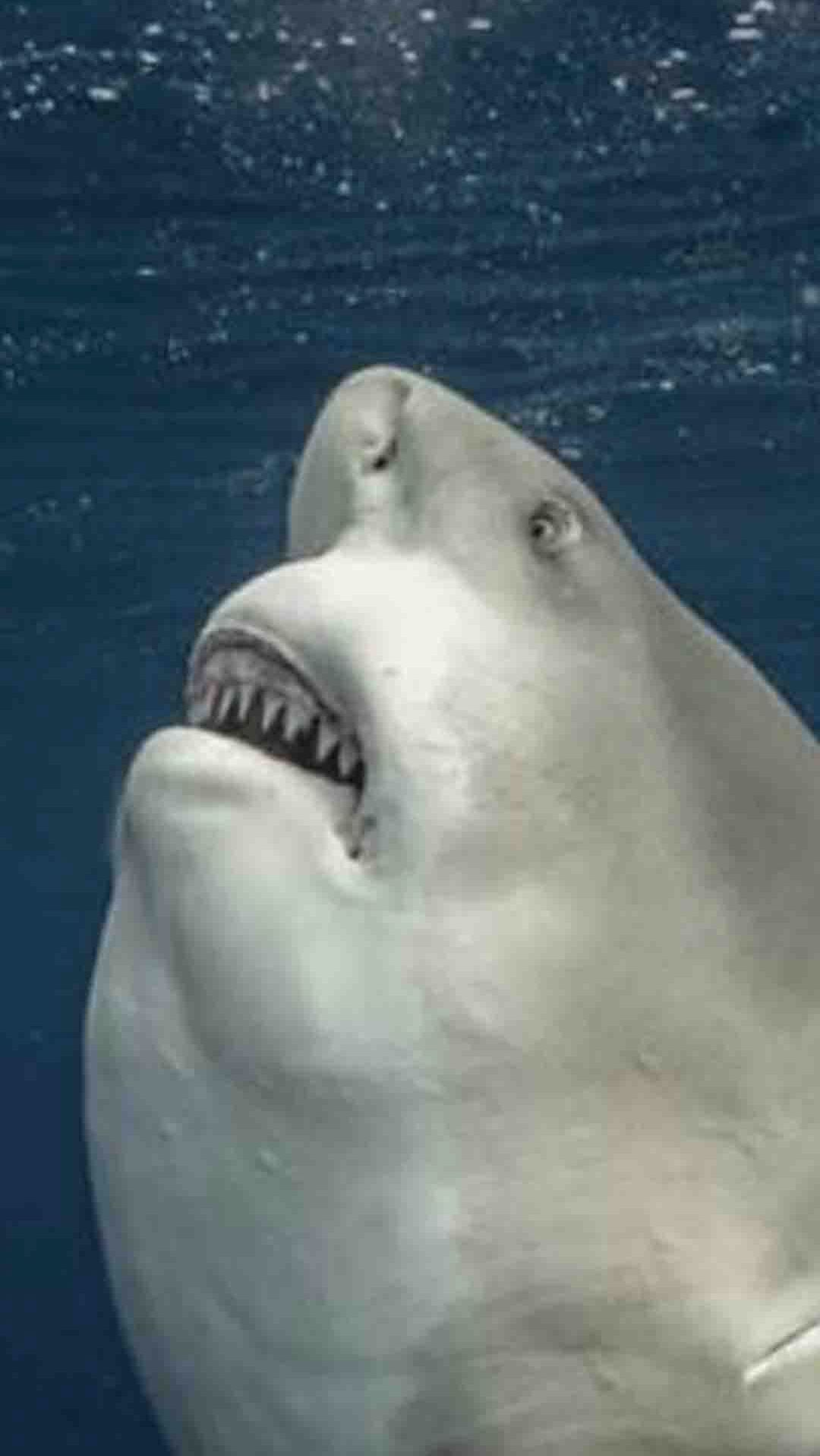 UntitledMeet the Bull Shark! This Mighty Predator Fish Can Live In Salt ...