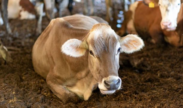 Gejala Antraks, Penyebab, Komplikasi, dan Cara Mencegahnya