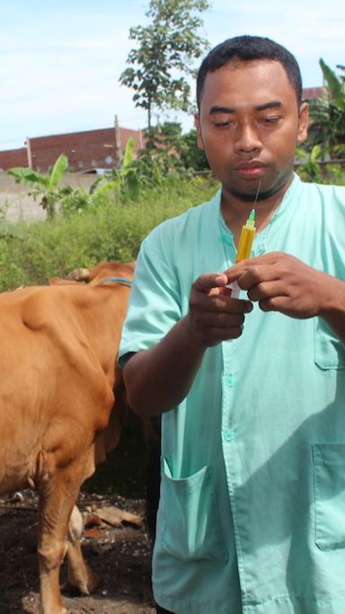 Kementan Gerak Cepat Tangani Penyakit Antraks di Gunungkidul