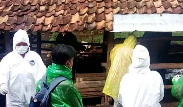 Pertolongan Pertama Ketika Terjangkit Antraks