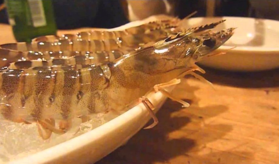 Kuliner Ekstrem, 5 Olahan Seafood yang Disajikan Masih Bergerak-Gerak ...