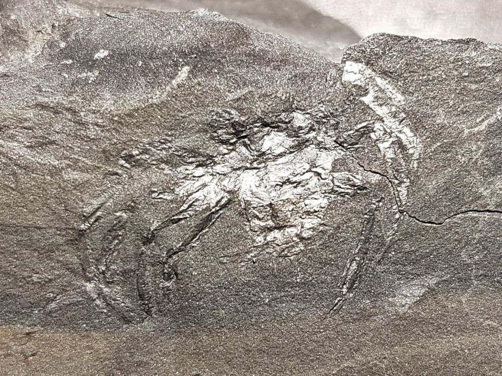 Fosil Laba-Laba 300 Juta Tahun Ditemukan, Ternyata Simpan Identitas ...