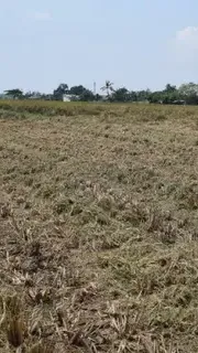 Ini Strategi Pemerintah Tangani Wabah Kekeringan di Papua Tengah