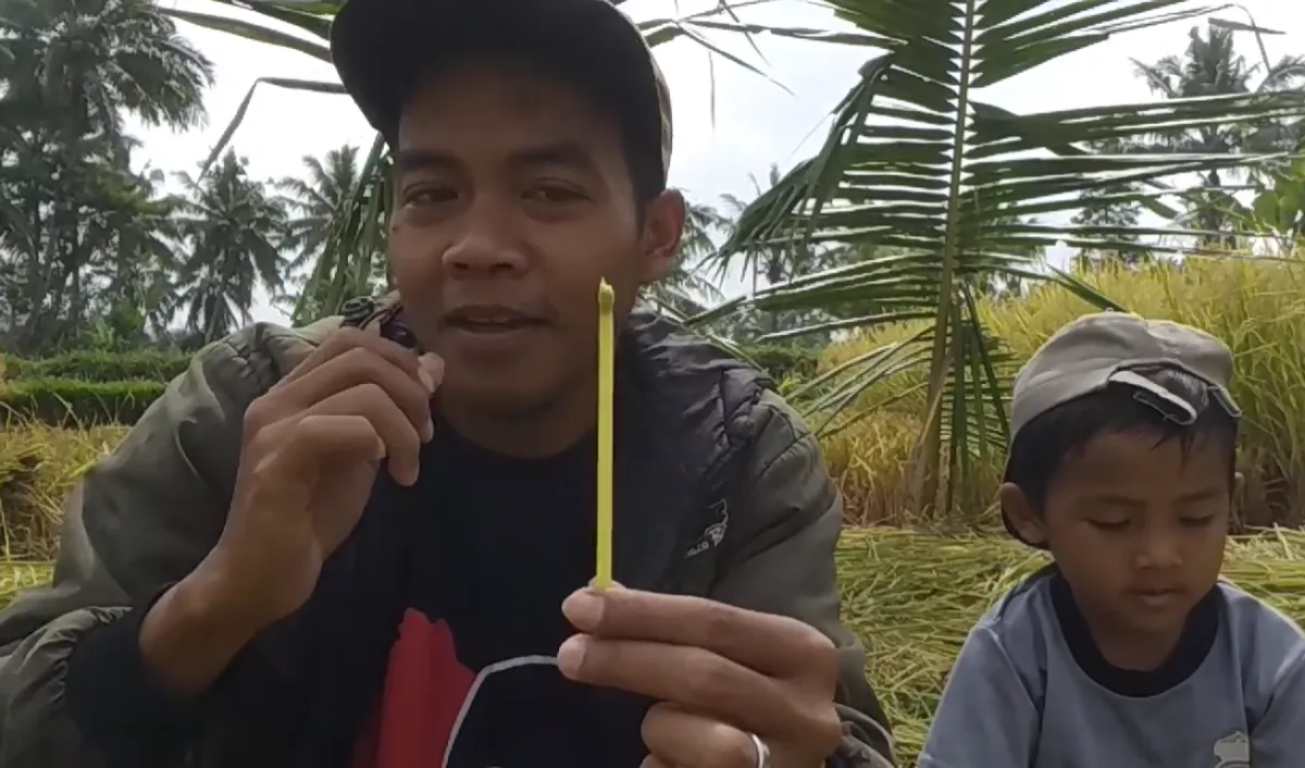 Mengenal Permainan Sunda Empet-Empetan, Terbuat dari Batang Padi dan ...