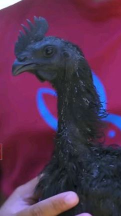 Terinspirasi dari Leluhur, Pria Temanggung Sukses Ternak Ayam Paling ...