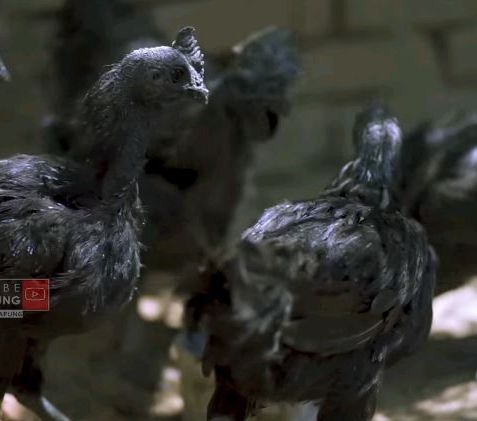 Terinspirasi dari Leluhur, Pria Temanggung Sukses Ternak Ayam Paling ...