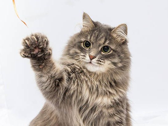 Penyakit Cakar Kucing yang Perlu Diwaspadai, Ketahui Gejala dan Cara ...